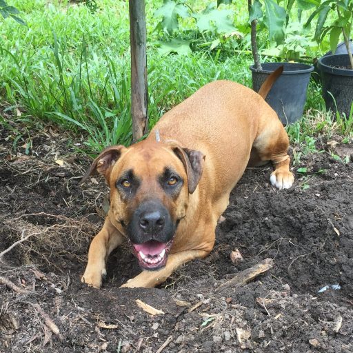 Photos – Simbani Research